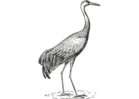 Dyr i Lille Vildmose - Elge, vildsvin, ørne og mere